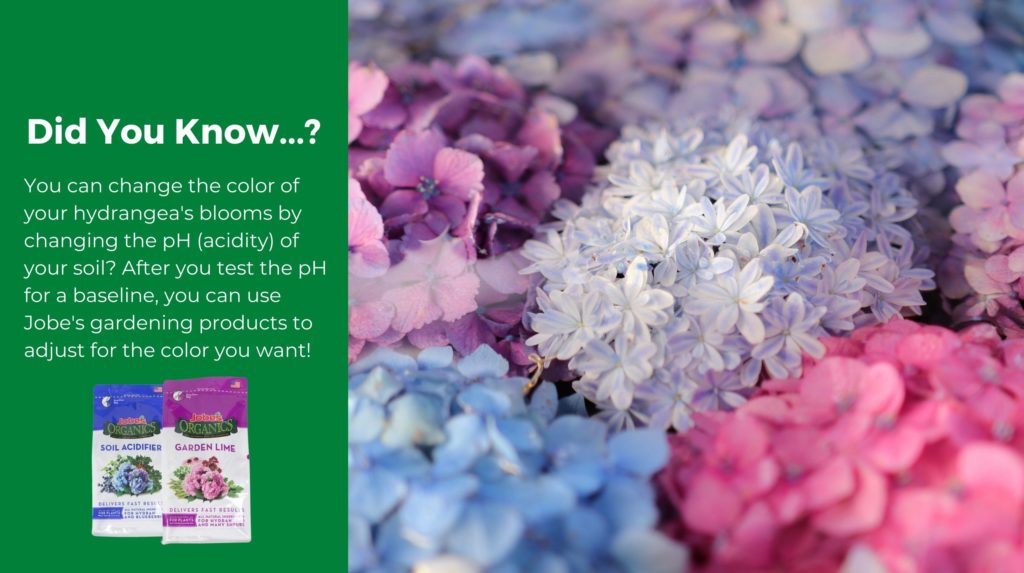 Ultimate Guide to Planting & Growing Hydrangeas - Jobe's Company