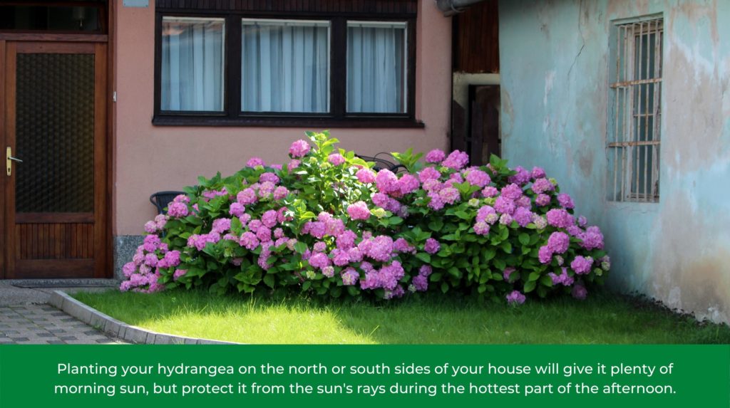 Ultimate Guide to Planting & Growing Hydrangeas - Jobe's Company